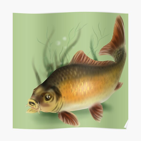 "carp" Poster by sibosssr | Redbubble
