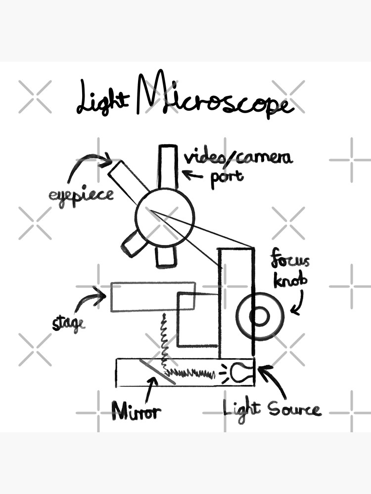 "Light Microscope Diagram" Poster for Sale by chowlet | Redbubble