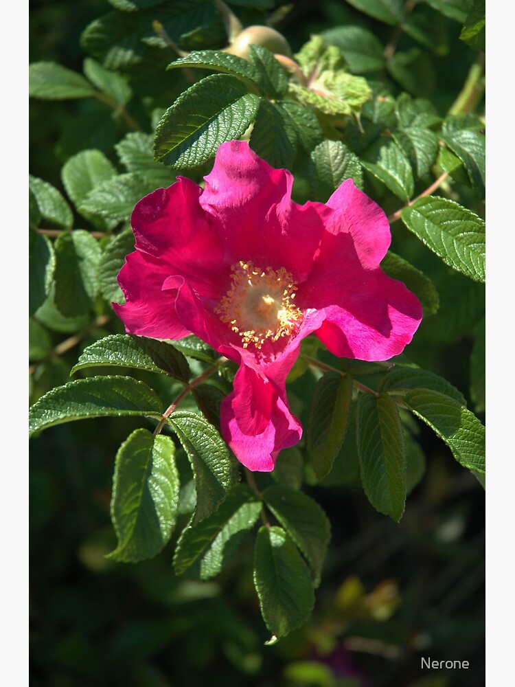 "Rosa Rugosa" Sticker for Sale by Nerone | Redbubble