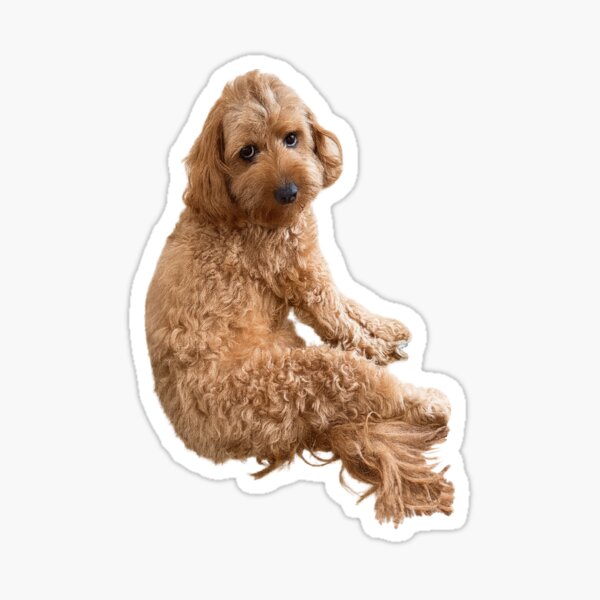 Labradoodle Merch & Gifts for Sale | Redbubble