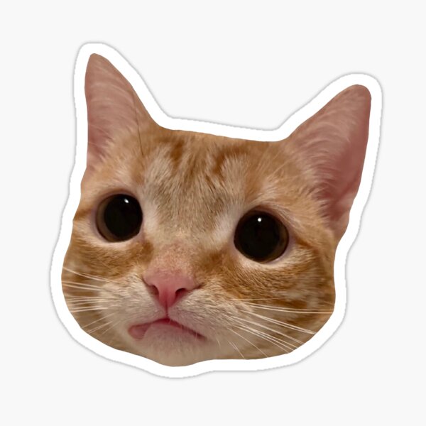 "Nacho's Cute Face #1" Sticker for Sale by nacho-dwarf-cat | Redbubble