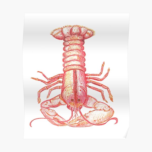 "Maine Red Lobster Drawing" Poster by SillaHoekstra | Redbubble