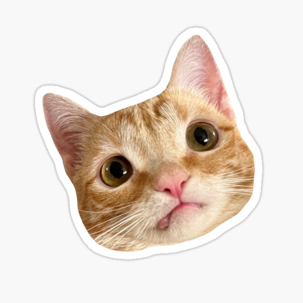 "Nacho's Cute Face #2" Sticker for Sale by nacho-dwarf-cat | Redbubble