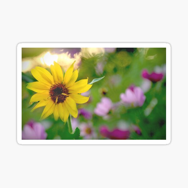 "Sunflower and Cosmos" Sticker for Sale by StampCity | Redbubble