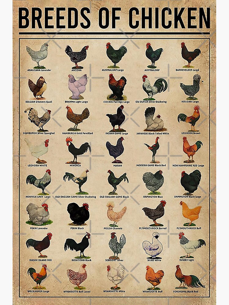 Chicken Knowledge Posters for Sale | Redbubble
