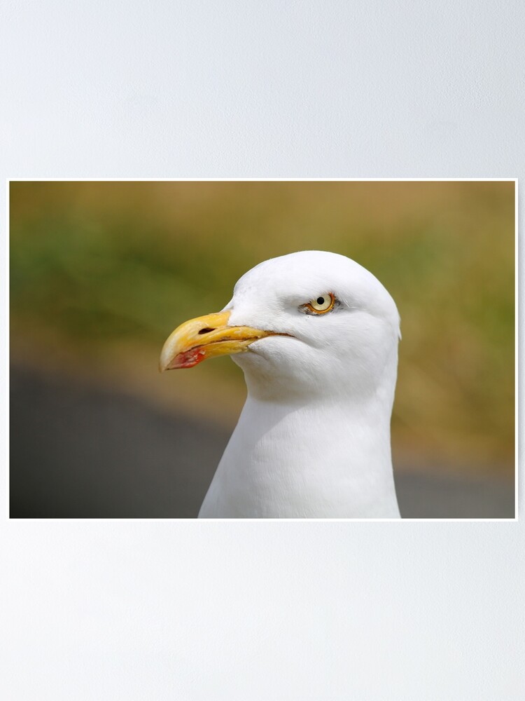 "Gull stare" Poster for Sale by GreyFeatherPhot | Redbubble