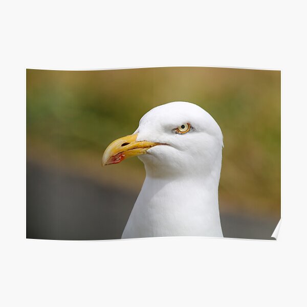 "Gull stare" Poster for Sale by GreyFeatherPhot | Redbubble