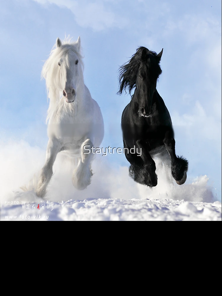 White Friesian Horse Friesian Horses | Frysk Andaluz