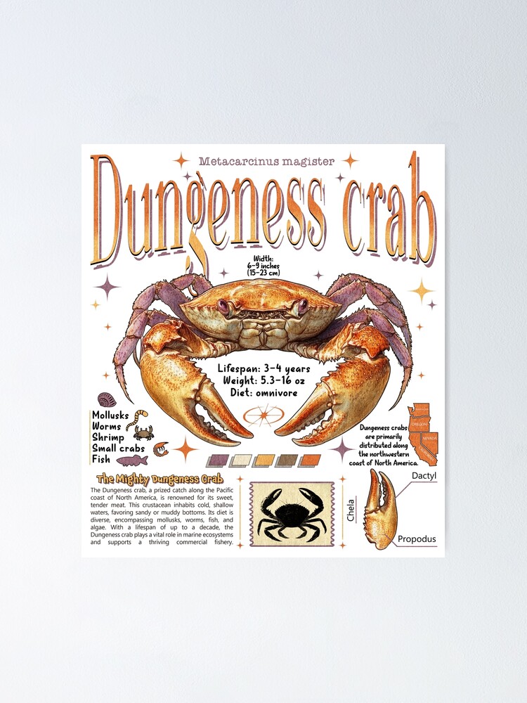 "Anatomy Dungeness Crab - Ocean Knowledge" Poster for Sale by AShanDome ...