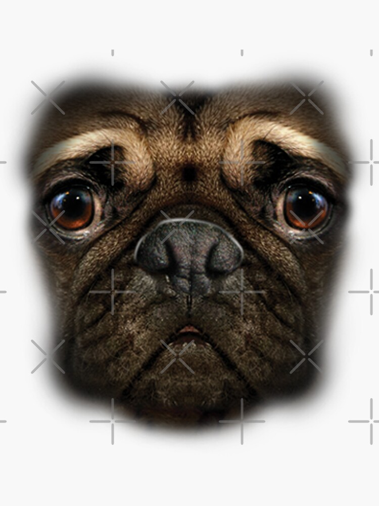 "Pugs Face with Big Soulful Eyes" Sticker by kleynard | Redbubble