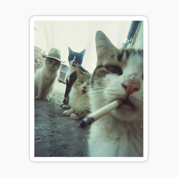 "Smoking Cats Meme" Sticker for Sale by BASKF | Redbubble