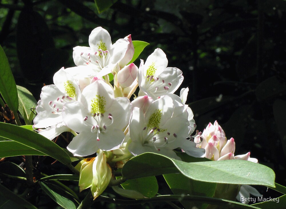 "Native Pennsylvania Rhododendron" by Betty Mackey | Redbubble