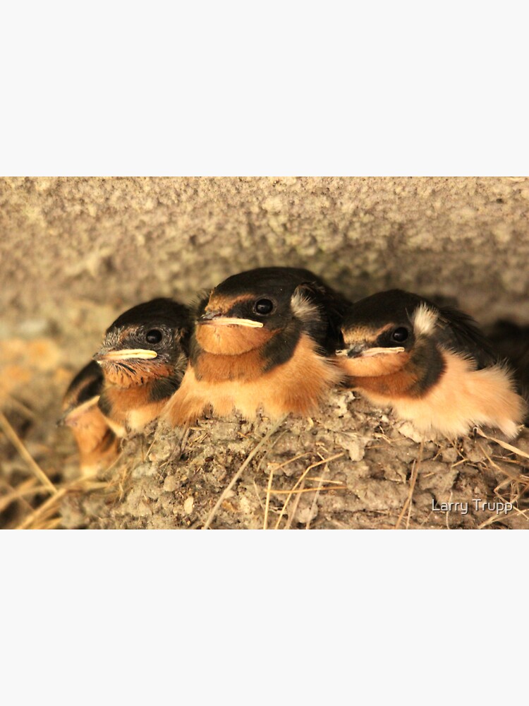 "Baby Barn Swallows" Sticker by umpa1 | Redbubble