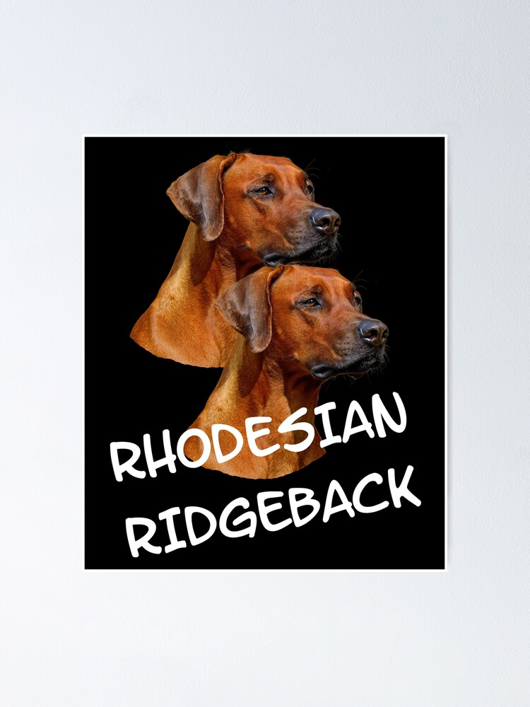 "rhodesian ridgeback" Poster for Sale by Sven19864 | Redbubble