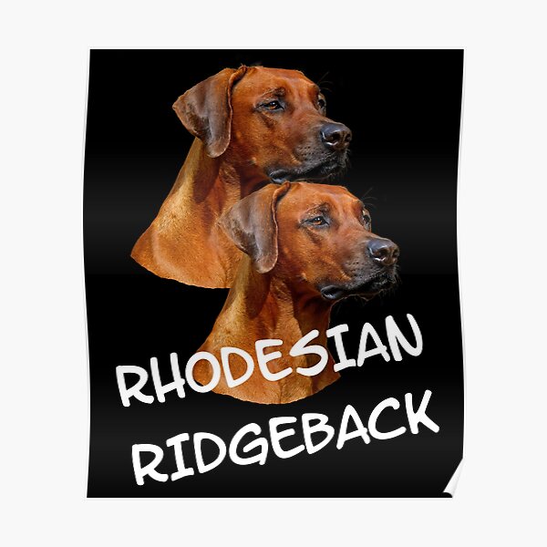 "rhodesian ridgeback" Poster for Sale by Sven19864 | Redbubble