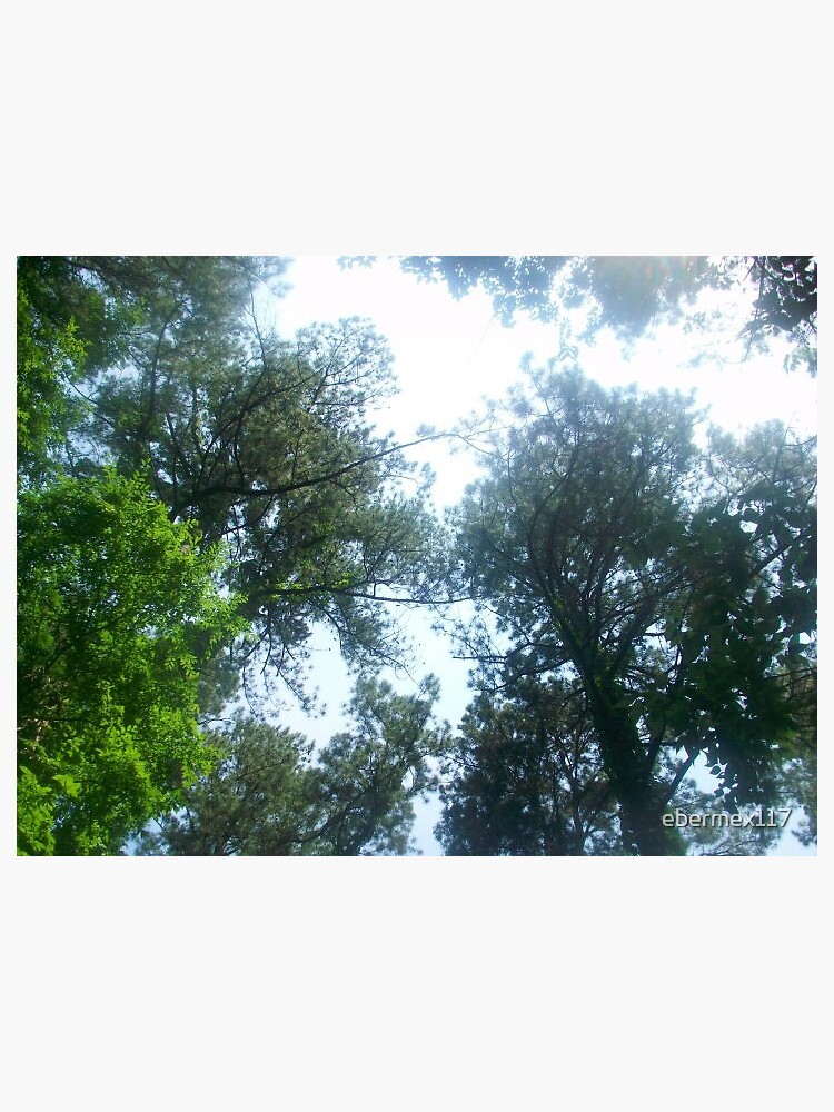 "Look up to the tree, find beyond the Sky. Mira arriba, hacia el árbol ...