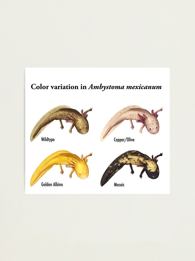 "Axolotl Color Variations" Photographic Print for Sale by seasofstars ...