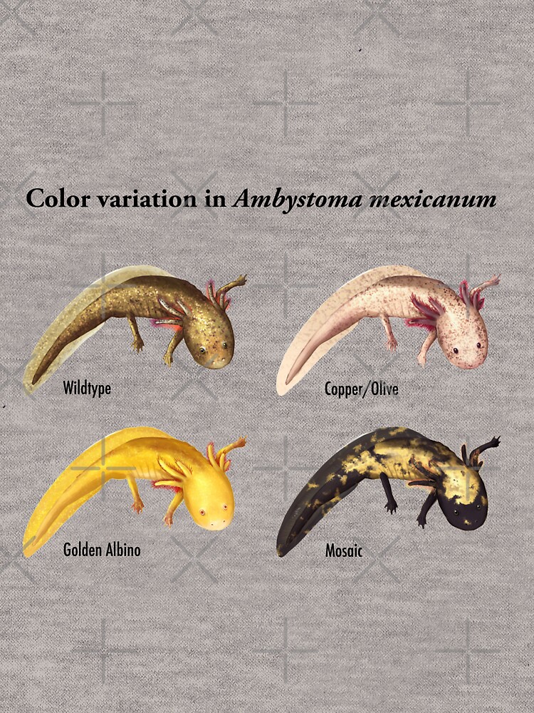 "Axolotl Color Variations" Lightweight Hoodie for Sale by seasofstars ...