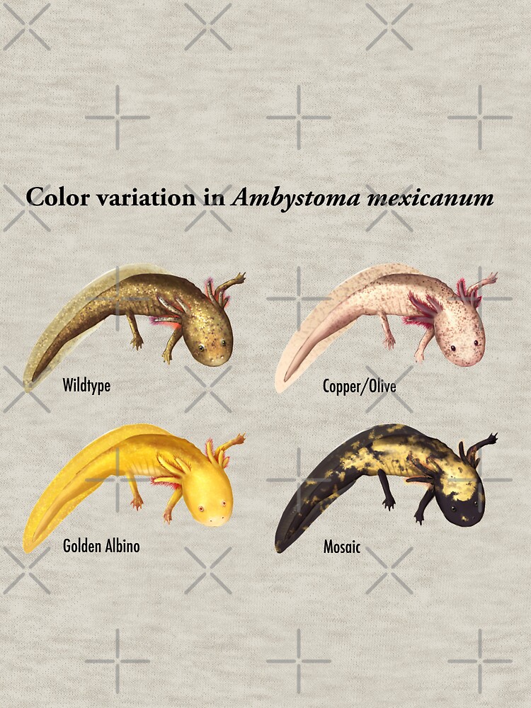 "Axolotl Color Variations" Pullover Hoodie by seasofstars | Redbubble