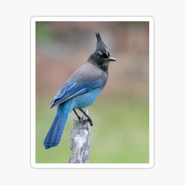 "Stellar Steller's Jay" Sticker for Sale by Eivor | Redbubble