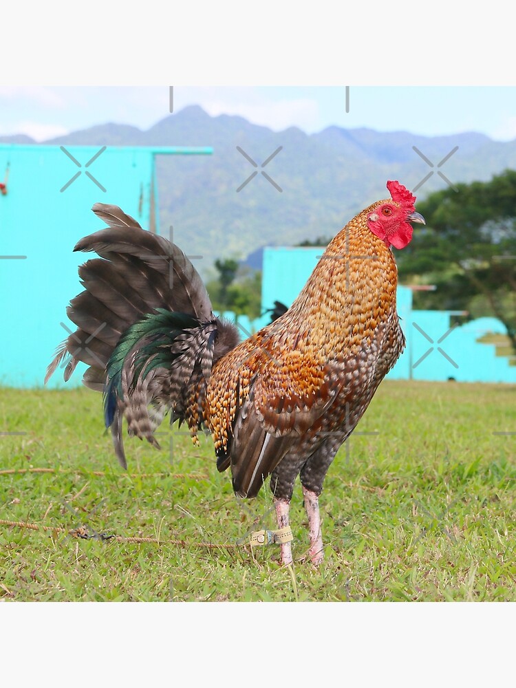 Dom Rooster DOM / BULIK" Essential T Shirt For Sale By Eovalenz