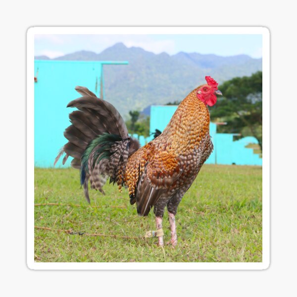 "DOM / BULIK" Sticker for Sale by eovalenz | Redbubble