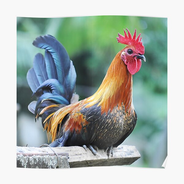 Gamefowl Posters | Redbubble