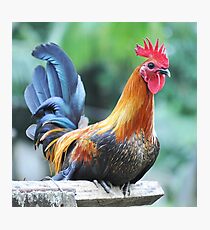 Gamefowl Gifts & Merchandise | Redbubble