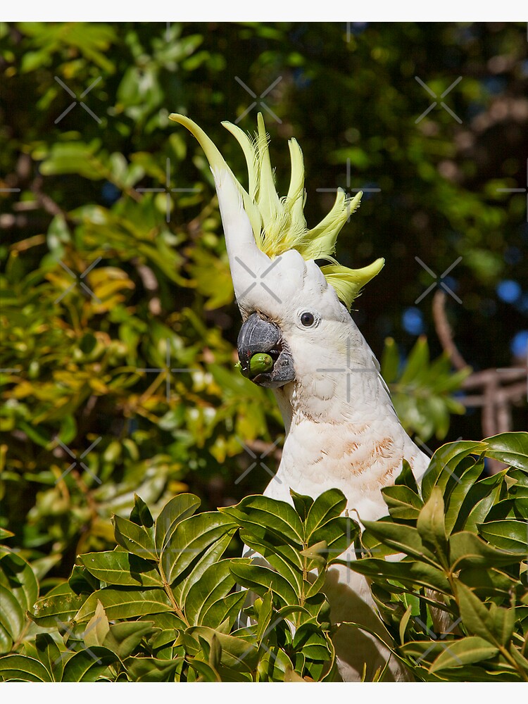 "Cockatoo 2" Photographic Print by PamsPetPictures | Redbubble