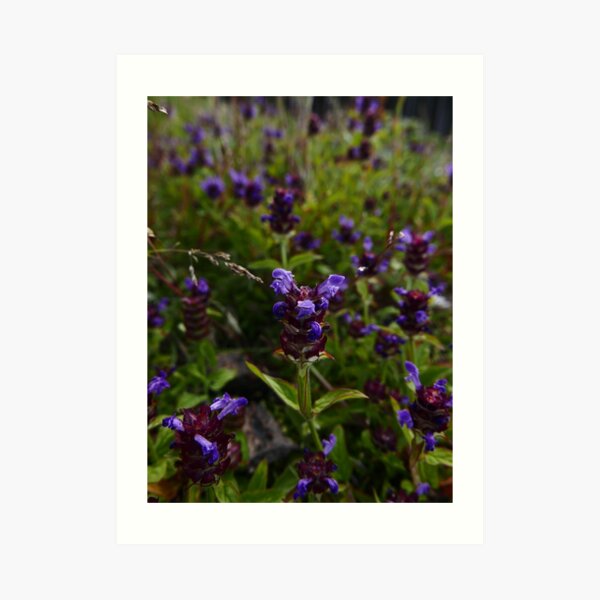 "Self-heal (Prunella vulgaris)" Art Print by IOMWildFlowers | Redbubble