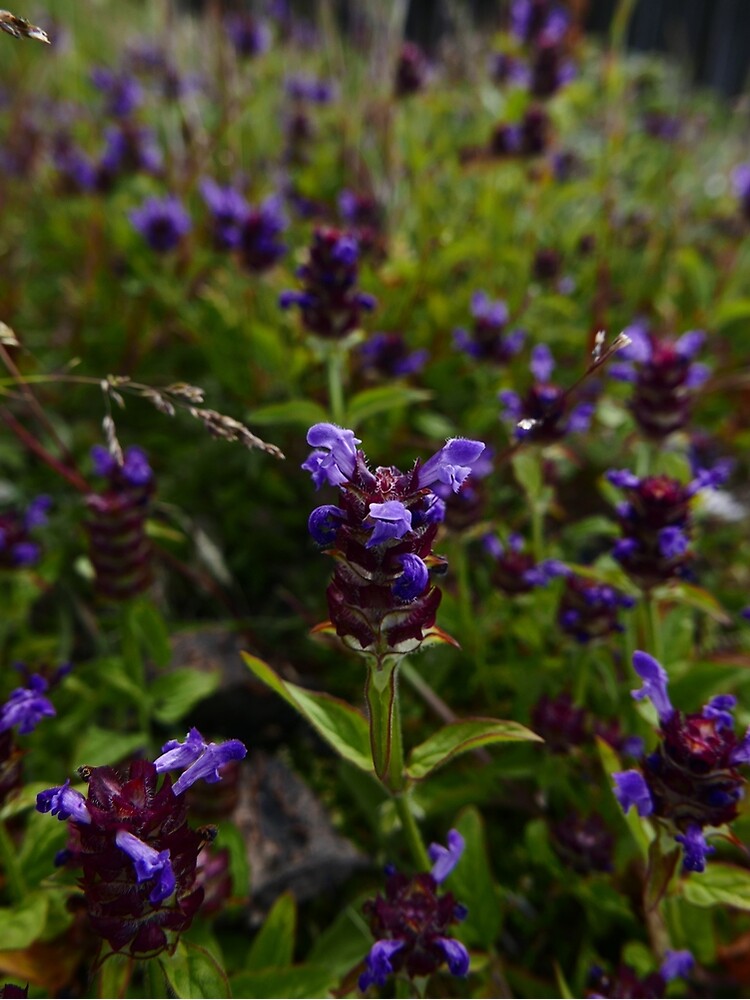 "Self-heal (Prunella vulgaris)" Art Print by IOMWildFlowers | Redbubble