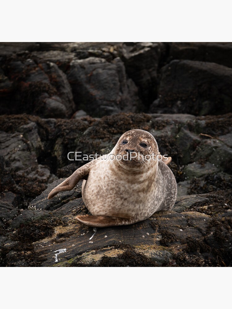 "Common Seal on rocks in Loch Roe Scotland" Sticker for Sale by ...
