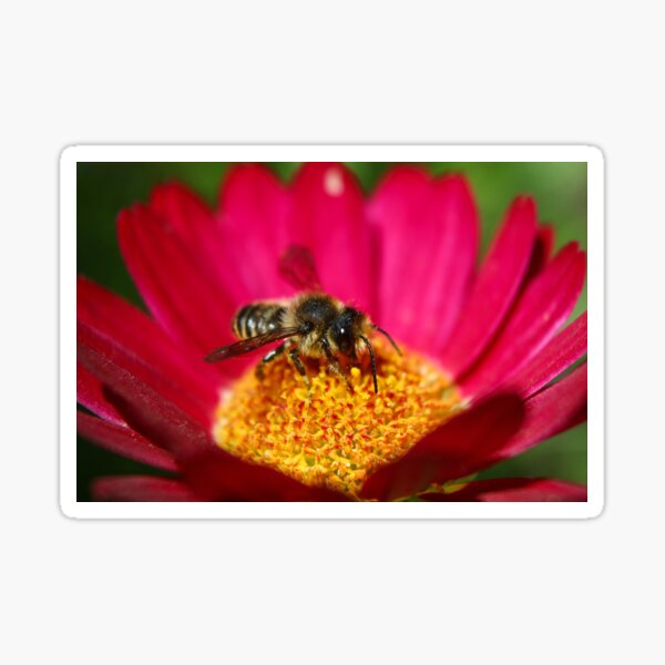 "Pollination" Sticker by GreyFeatherPhot | Redbubble