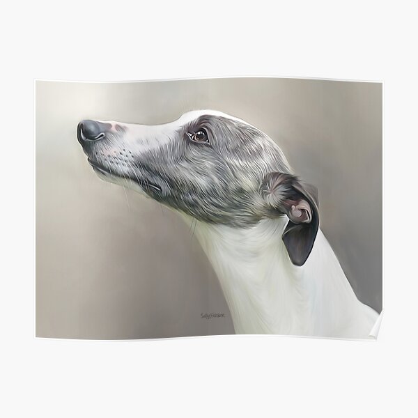 "Whippet in Profile" Poster for Sale by Sally-F | Redbubble