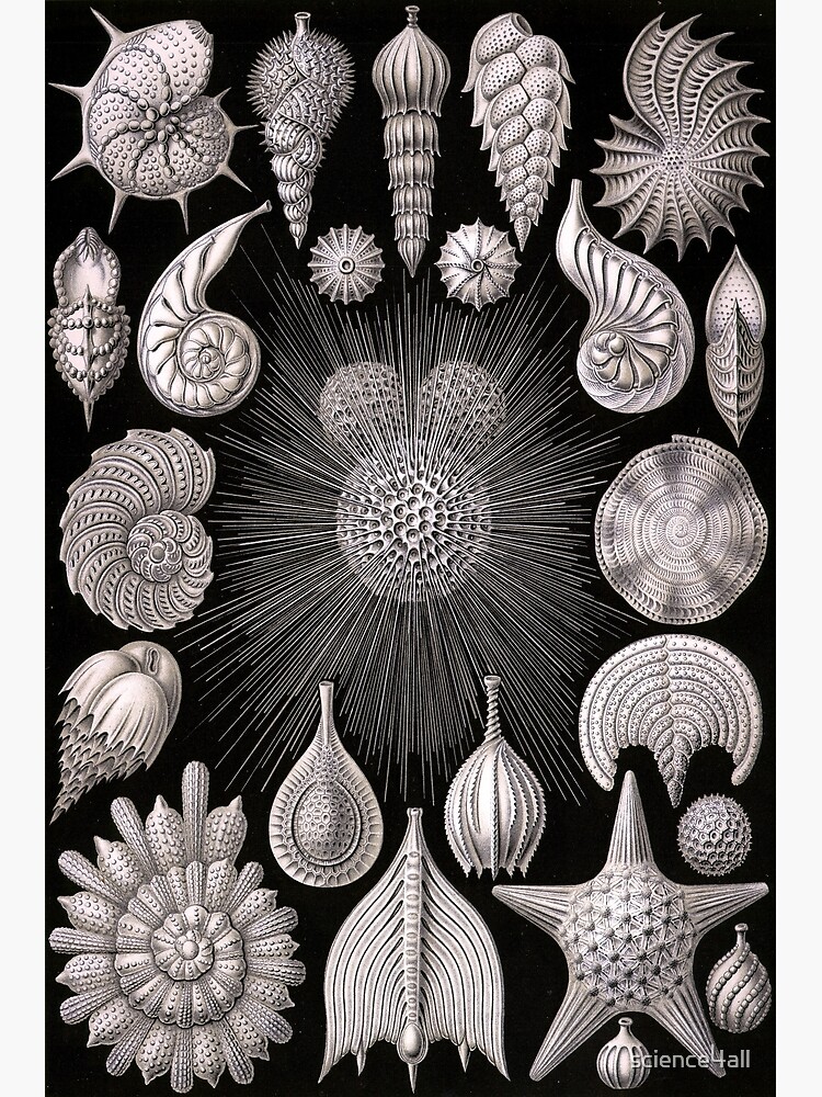 Impression artistique « Thalamophora (Foraminifera: Foraminifères - Un ...