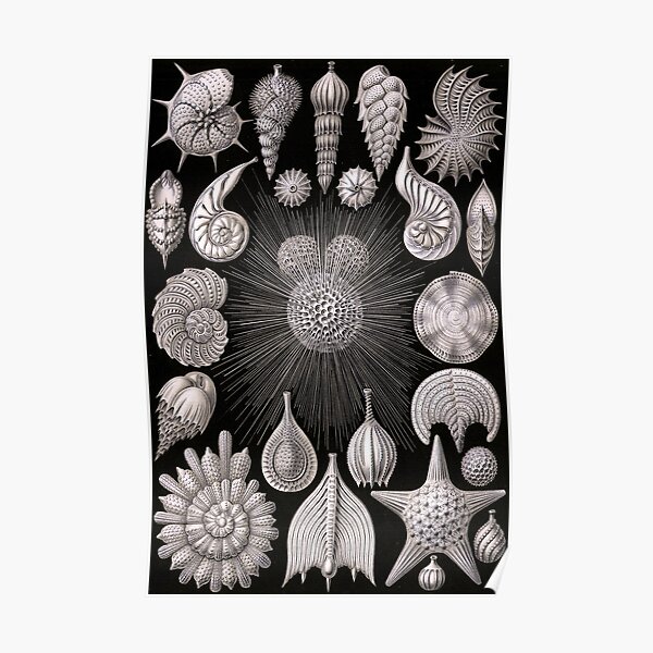 "Thalamophora (Foraminifera: Foraminifers - A protozoan) - Ernst ...