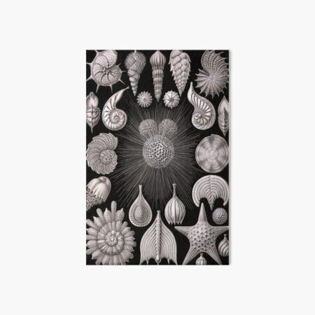 "Thalamophora (Foraminifera: Foraminifers - A protozoan) - Ernst ...