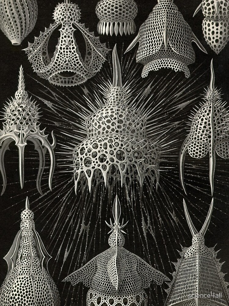 "Cyrtoidea (Radiolaria - Radiozoa: protozoa) - Ernst Haeckel" iPhone ...