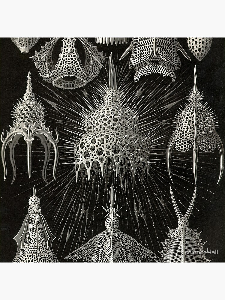 "Cyrtoidea (Radiolarien - Radiozoa: Protozoen) - Ernst Haeckel ...