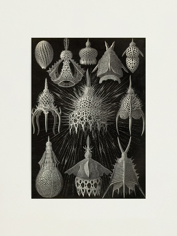 "Cyrtoidea (Radiolaria - Radiozoa: protozoa) - Ernst Haeckel ...