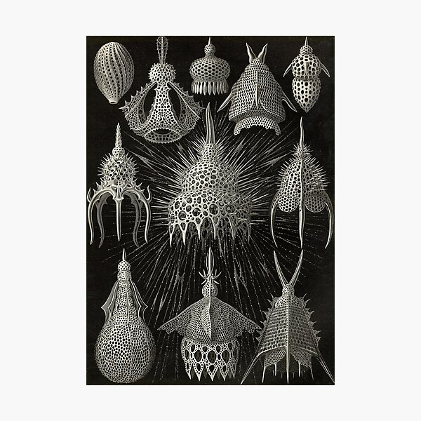 "Cyrtoidea (Radiolaria - Radiozoa: protozoa) - Ernst Haeckel ...