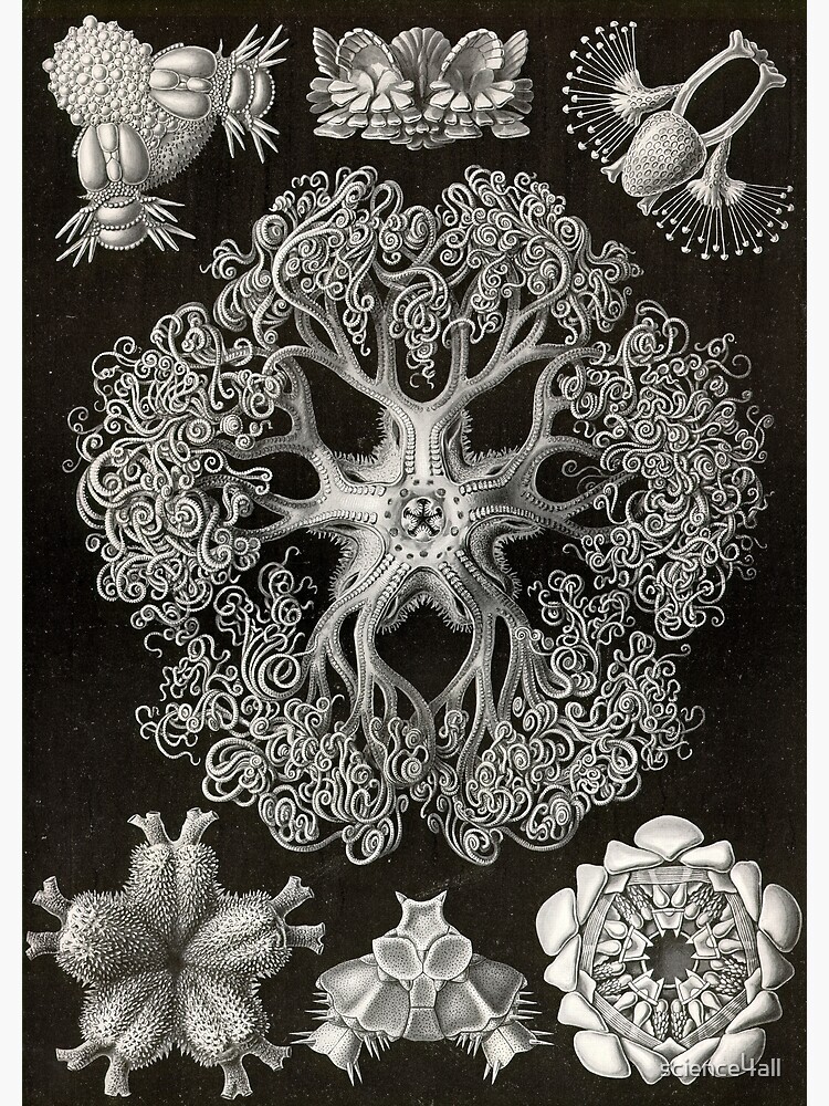 "Ophiodea (Ophiuroids - Brittle Stars) - Ernst Haeckel" Poster by ...