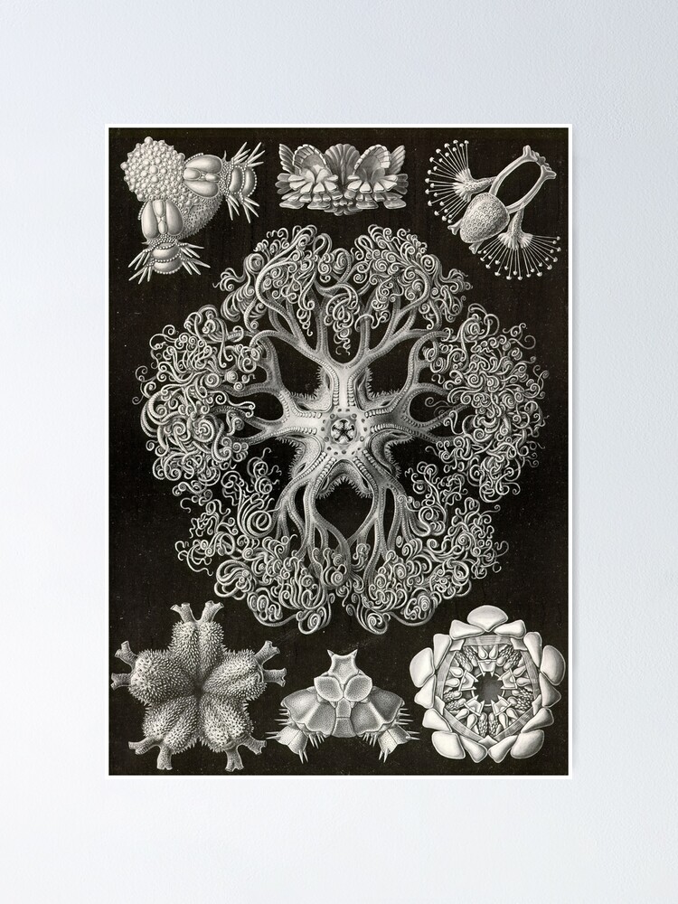 "Ophiodea (Ophiuroids - Brittle Stars) - Ernst Haeckel" Poster by ...