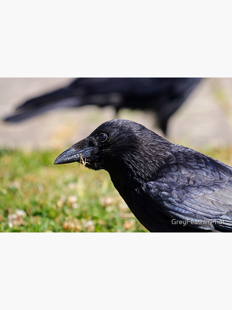 "Crow with full crop" Sticker for Sale by GreyFeatherPhot | Redbubble