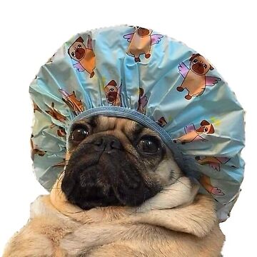 "shower cap funny pug" Sticker for Sale by ejpearllim | Redbubble