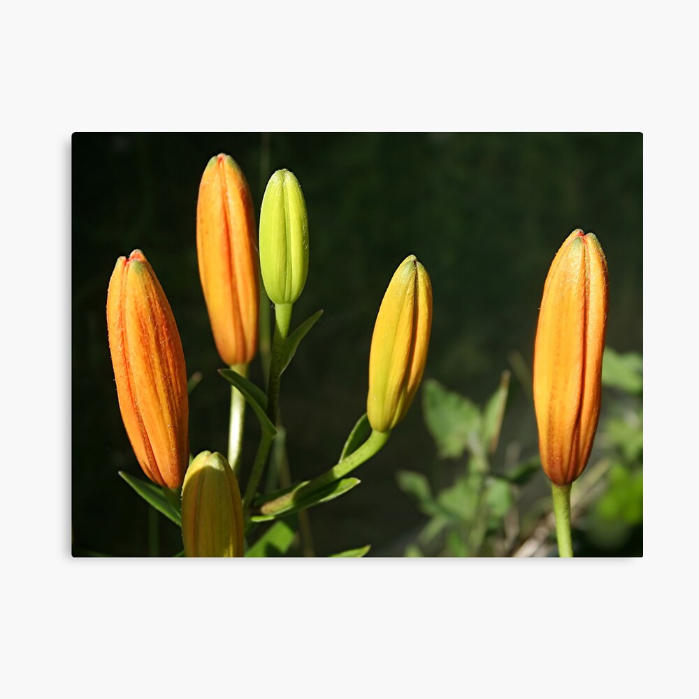 peter pan tiger lily actress