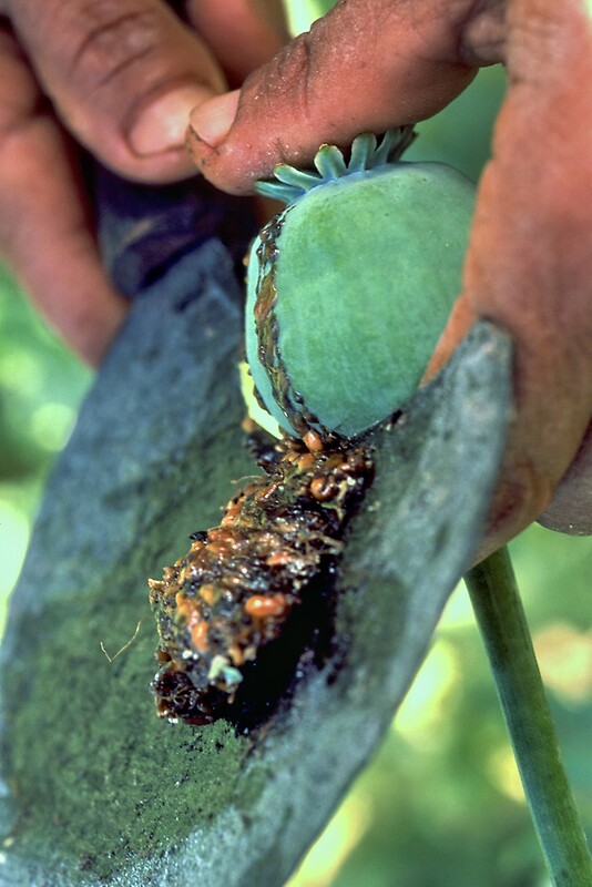 "Raw opium" by John Spies | Redbubble