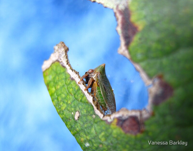 "Green Horned Treehopper" by Vanessa Barklay | Redbubble