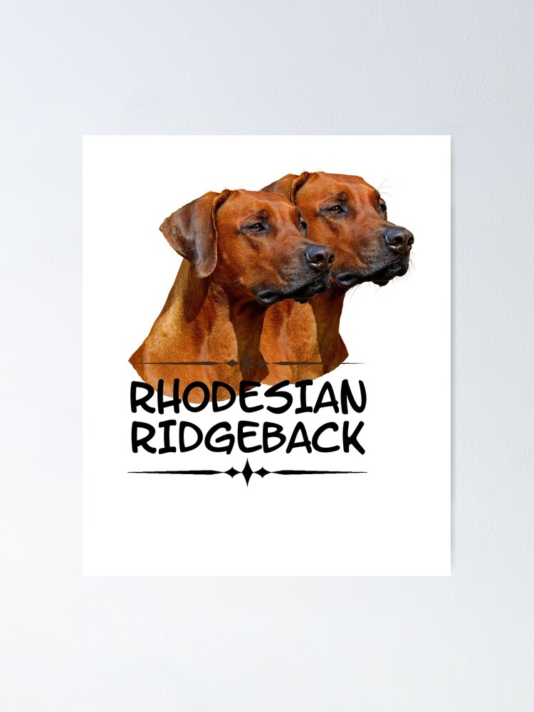 "Rhodesian Ridgeback" Poster by Sven19864 | Redbubble