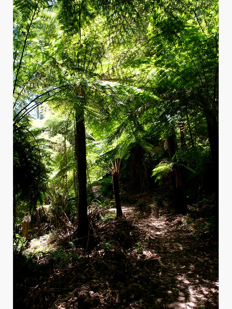 "Tree Fern Canopy" Sticker for Sale by GP1746 | Redbubble